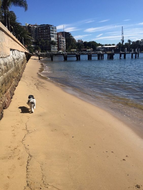ELIZABETH BAY'S HIDDEN BEACH | Richardson & Wrench Elizabeth Bay/Potts ...